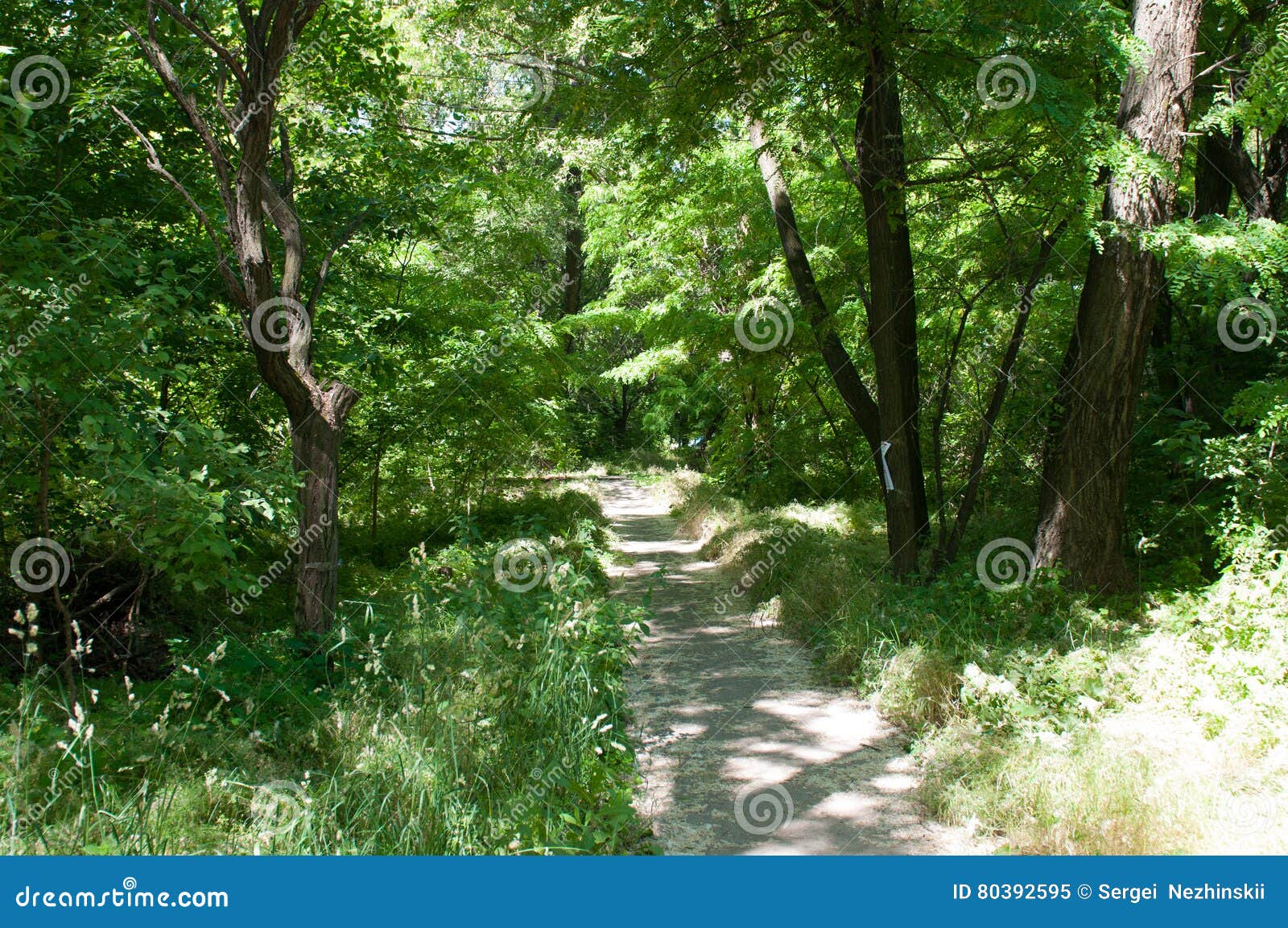 Forest summer season stock image. Image of wood, wild - 80392595