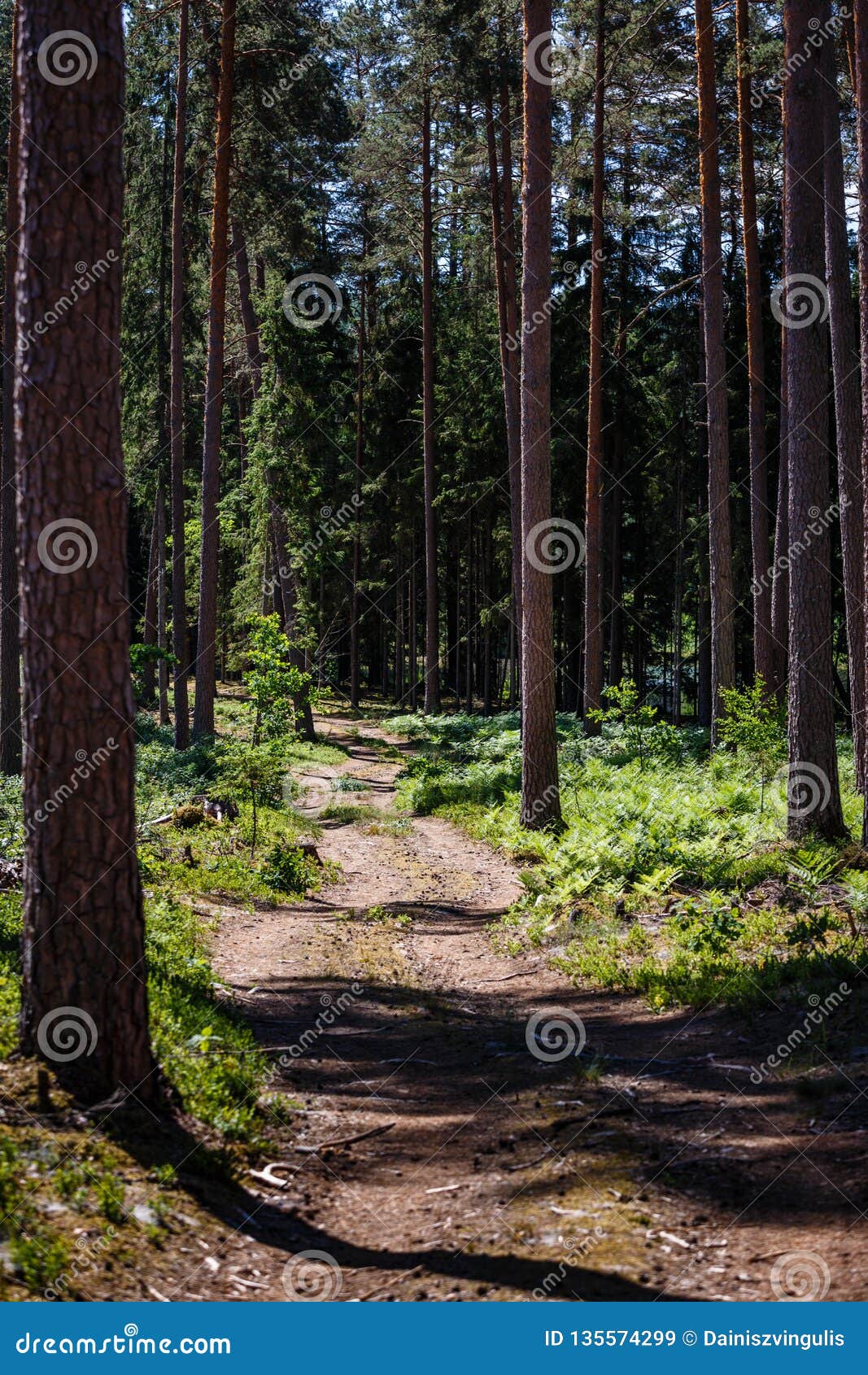 Empty hilly forest road stock image. Image of trees - 135574299