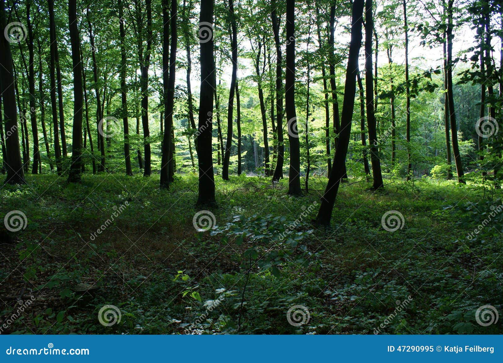 Forest in Summertime in Denmark Stock Image - Image of tall, peace ...