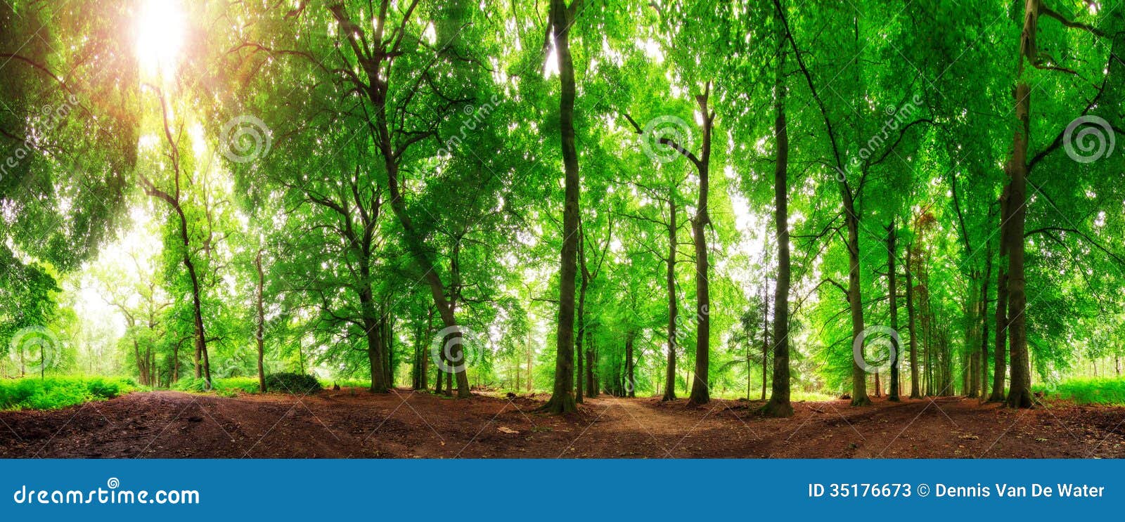 360 forest sun stock image. Image of environment, foliage - 35176673