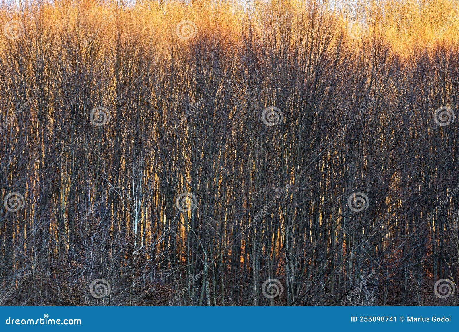 Forest on sun fire stock image. Image of hill, show - 255098741