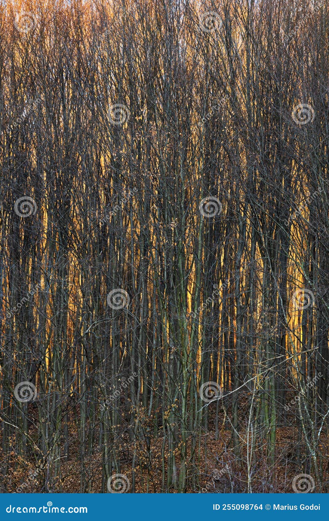 Forest on sun fire stock photo. Image of romania, show - 255098764