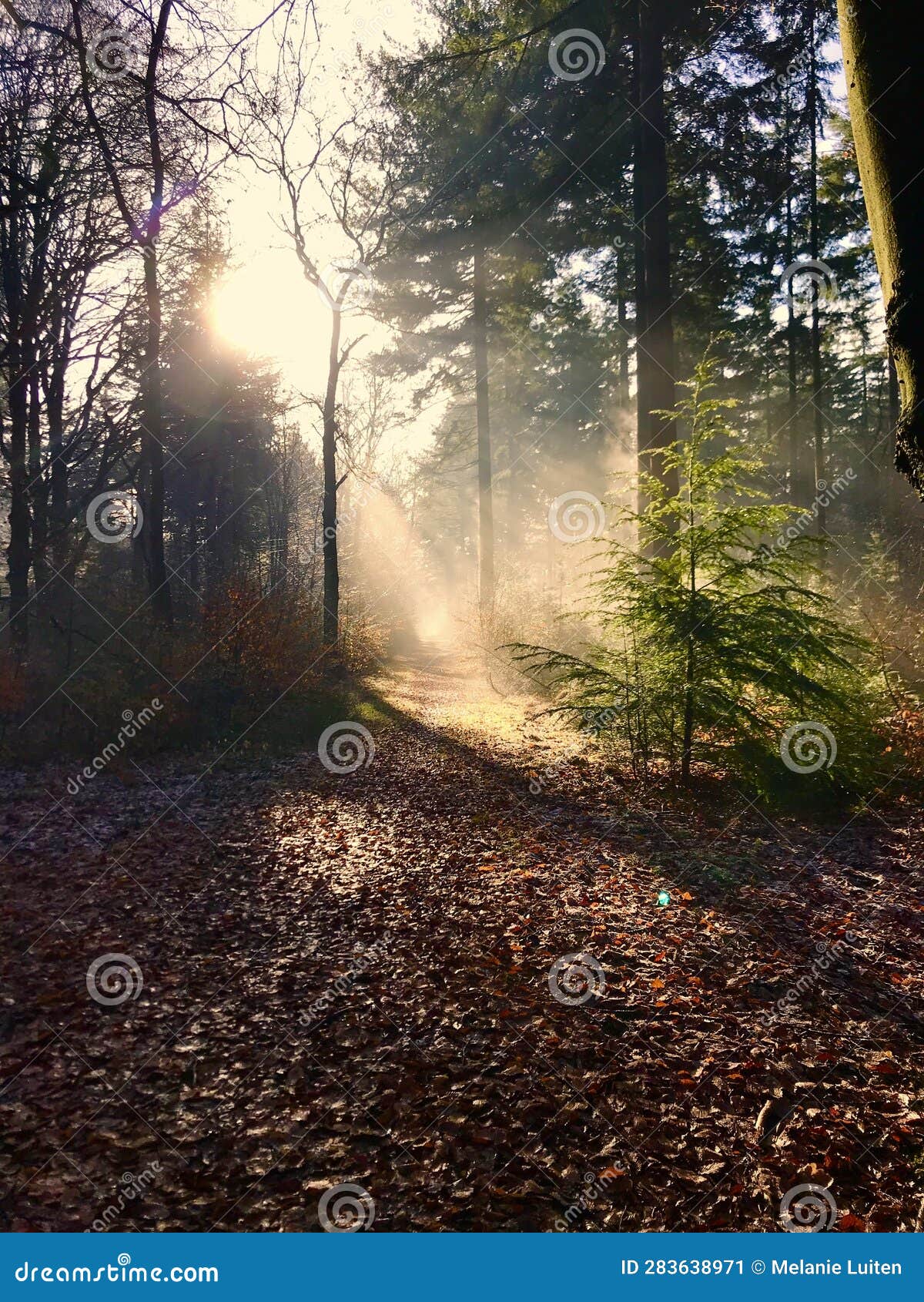 Forest with sun light mist stock image. Image of light - 283638971