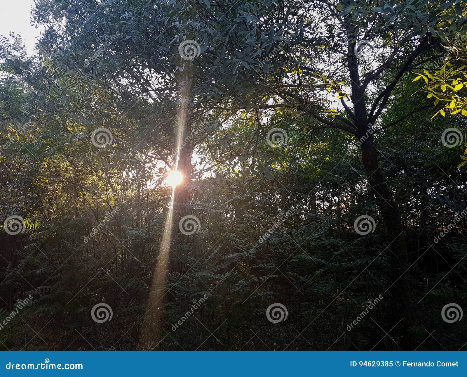 Forest sun light rays stock image. Image of bright, light - 94629385
