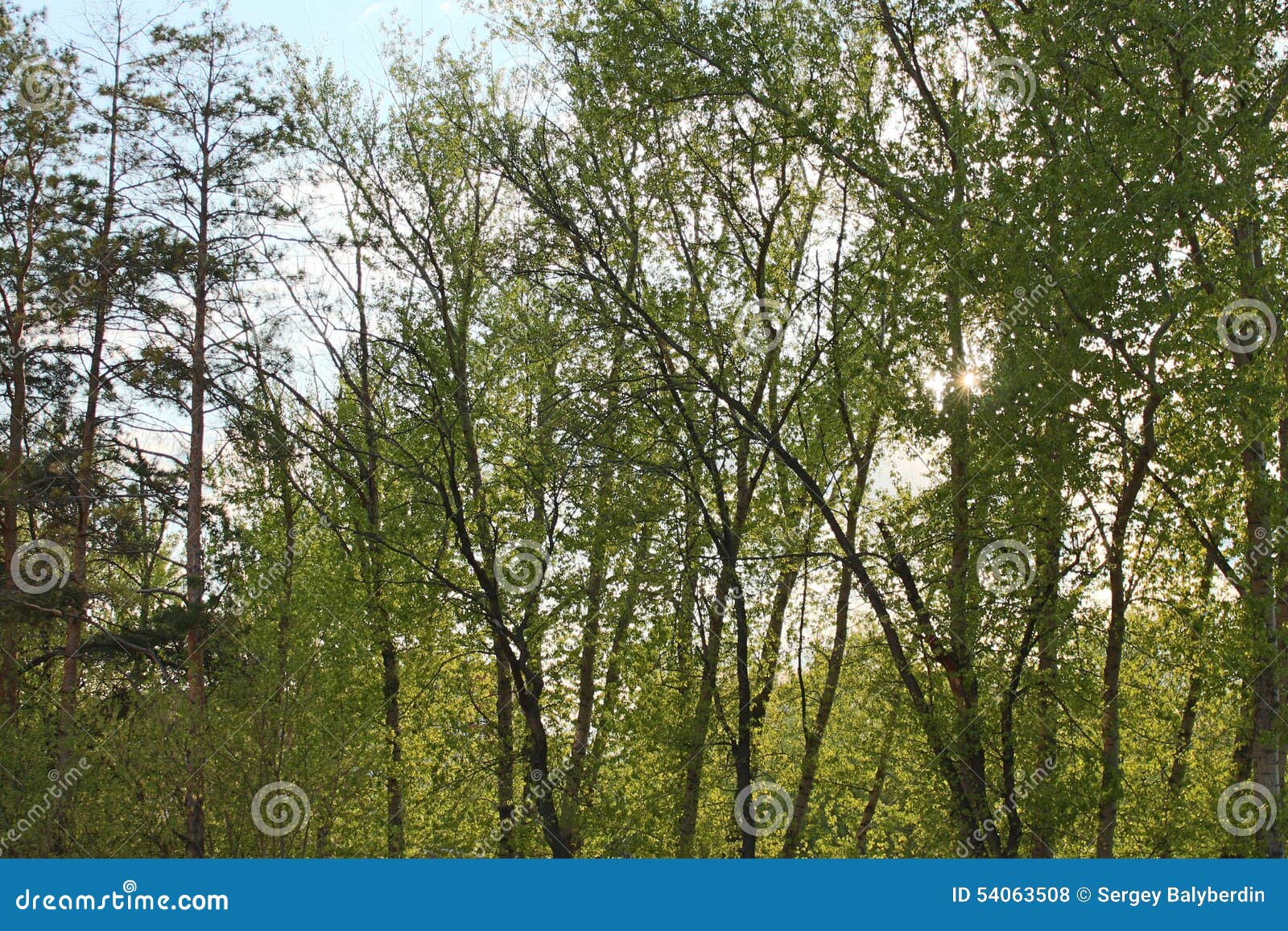 Forest stock photo. Image of noon, blue, midday, verdure - 54063508