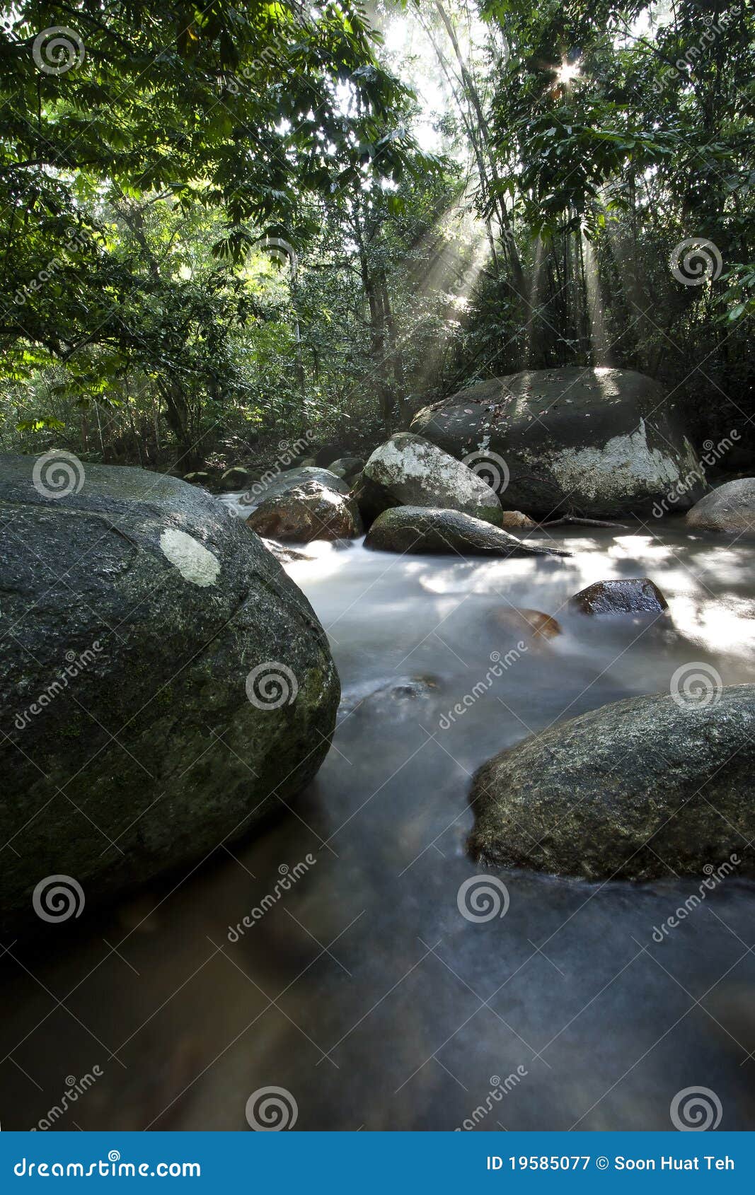 Forest Sun Ray stock image. Image of water, trees, stream - 19585077