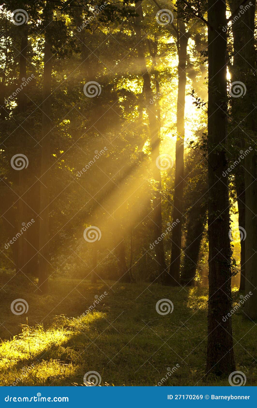 Forest Sun Rays stock image. Image of morning, leafs - 27170269