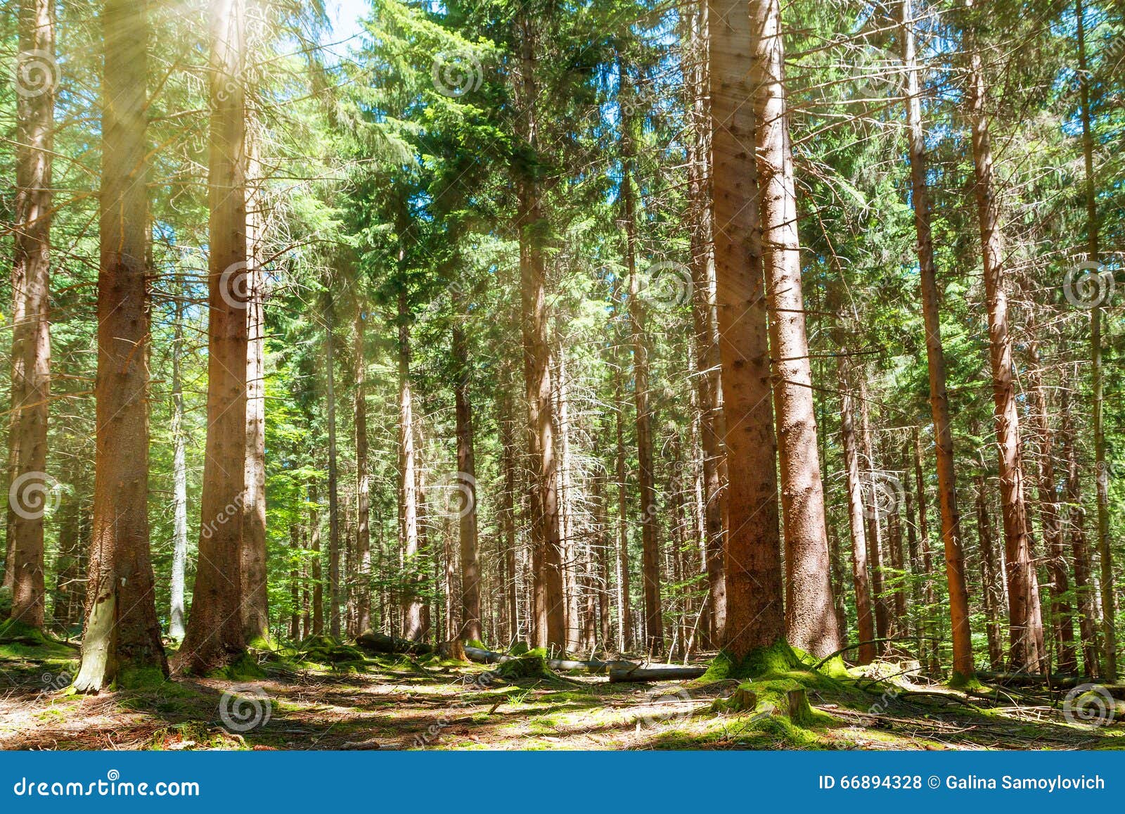 Forest with sun rays stock photo. Image of countryside - 66894328