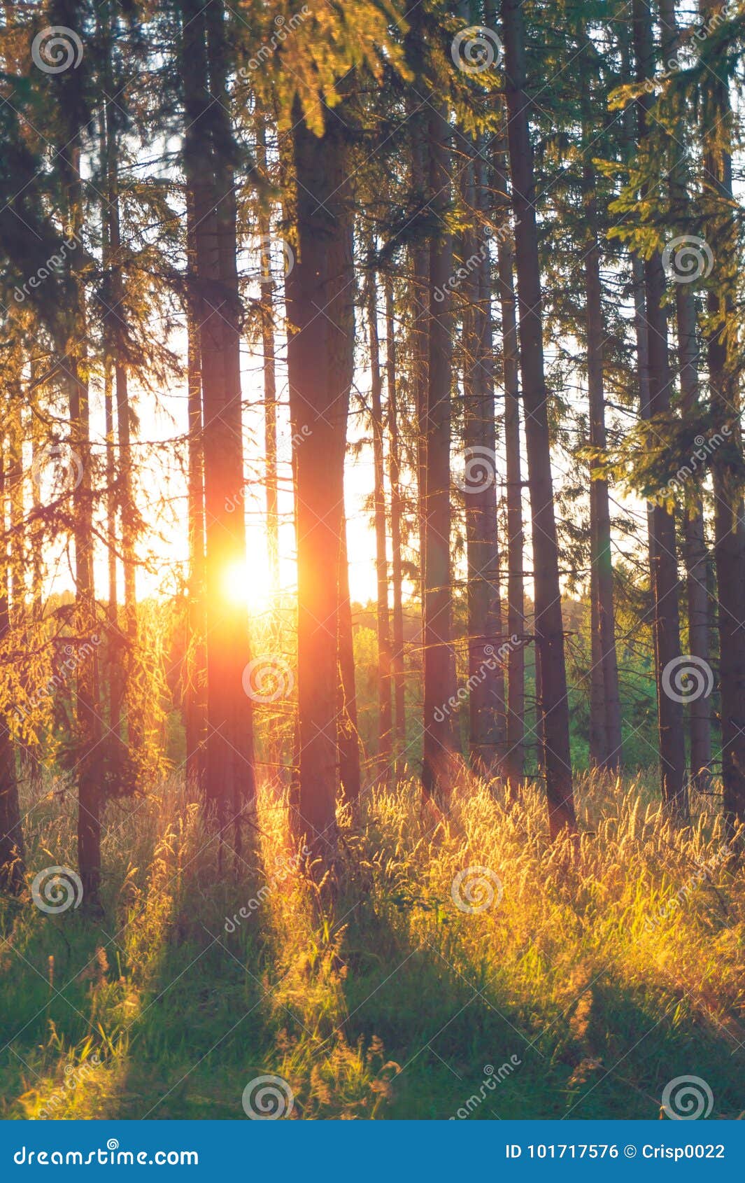 Forest with sun rays stock photo. Image of peaceful - 101717576