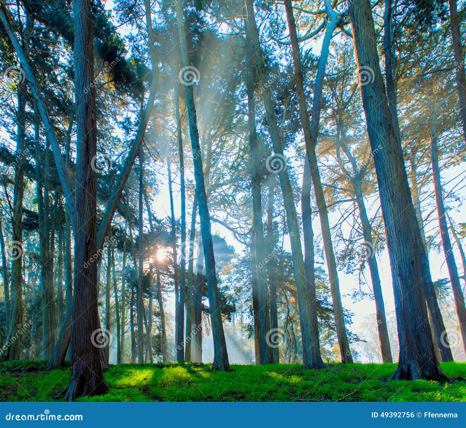 Forest with Sun Rays and Lush Grasses Stock Photo - Image of scenery ...