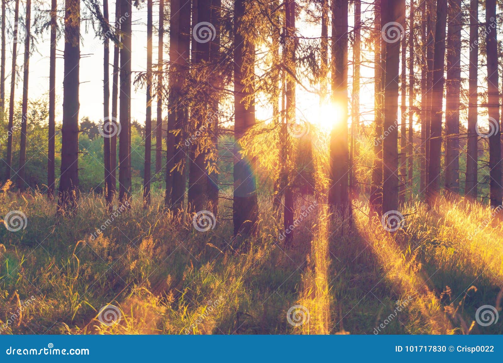 Forest with sun rays stock photo. Image of mist, bright - 101717830