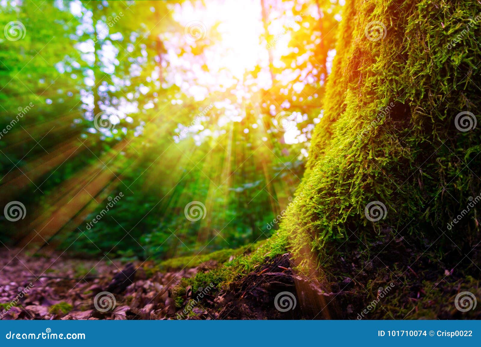 Forest with sun rays stock photo. Image of quiet, outdoor - 101710074
