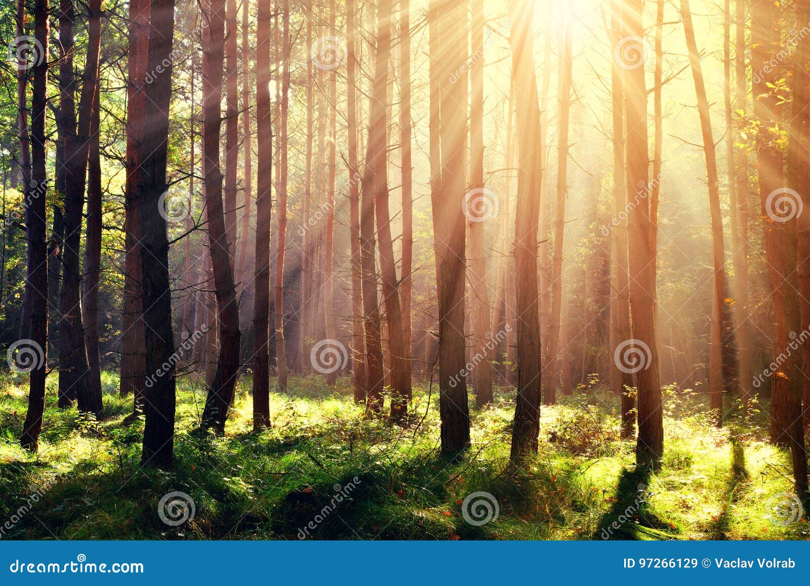 Forest with sun rays. stock image. Image of autumn, natural - 97266129