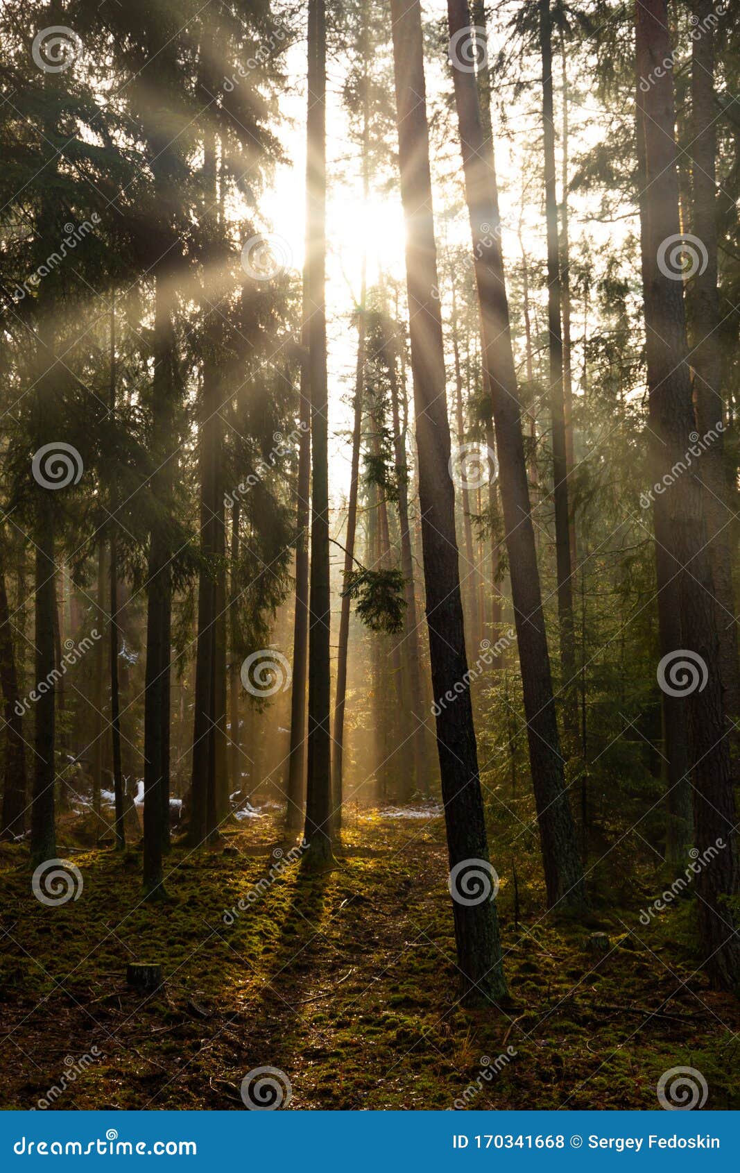 Forest with Sun Rays Pouring through Trees Stock Photo - Image of leaf ...