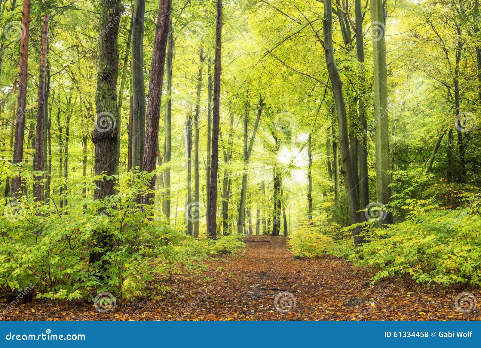 Forest with sun rays stock photo. Image of sunbeam, trees - 61334458