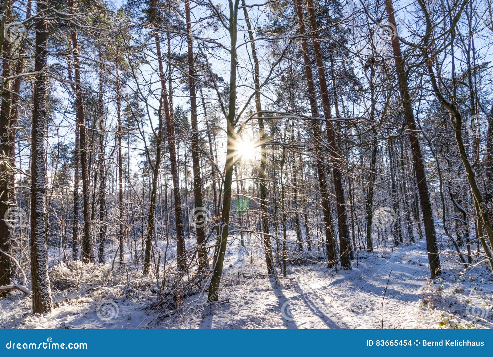 Forest in the Sun Rays in Winter Season Stock Photo - Image of mist ...
