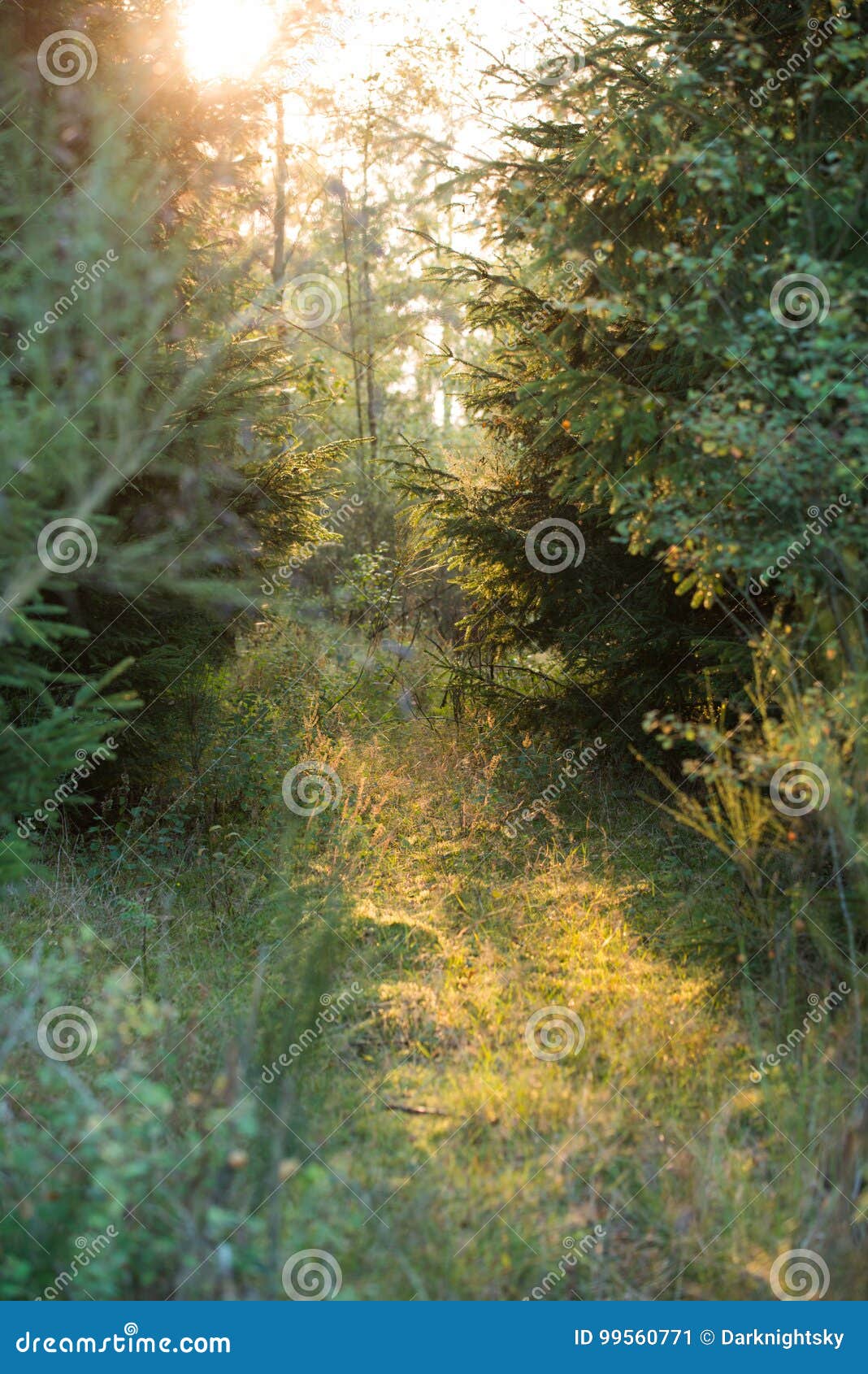 Sunny Environment stock image. Image of bushes, green - 99560771
