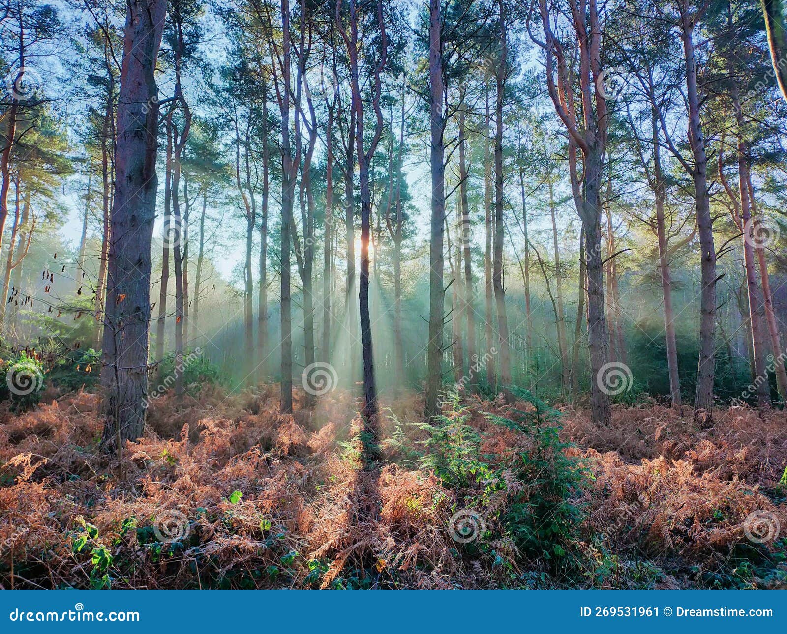 Forest sunbeam 2 stock image. Image of wilderness, plant - 269531961