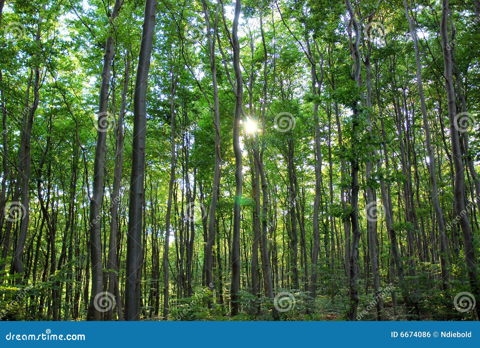 Forest Sunbeam stock photo. Image of scenic, light, summer - 6674086