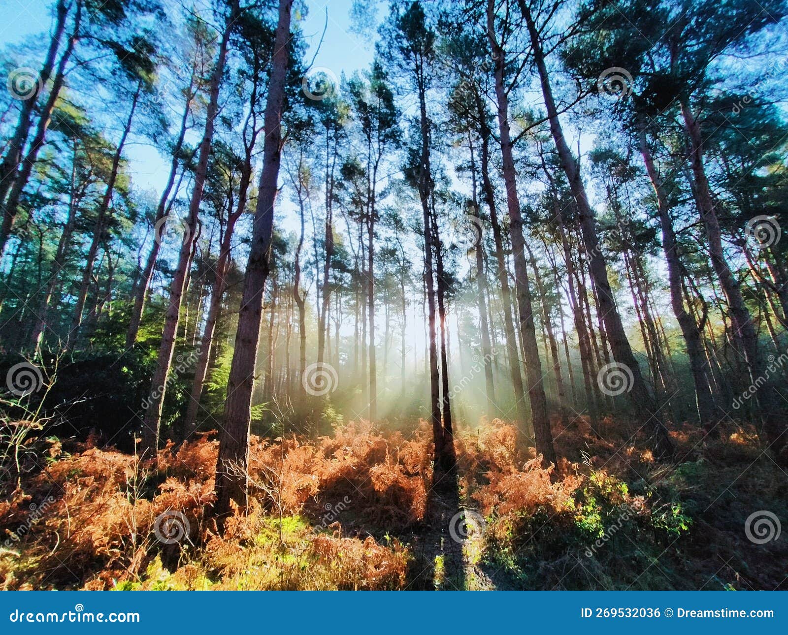 Forest sunbeam 1 stock photo. Image of tree, branch - 269532036