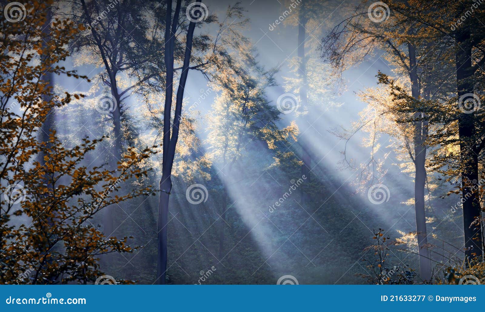 Forest sunbeams stock image. Image of woodland, autumnal - 21633277
