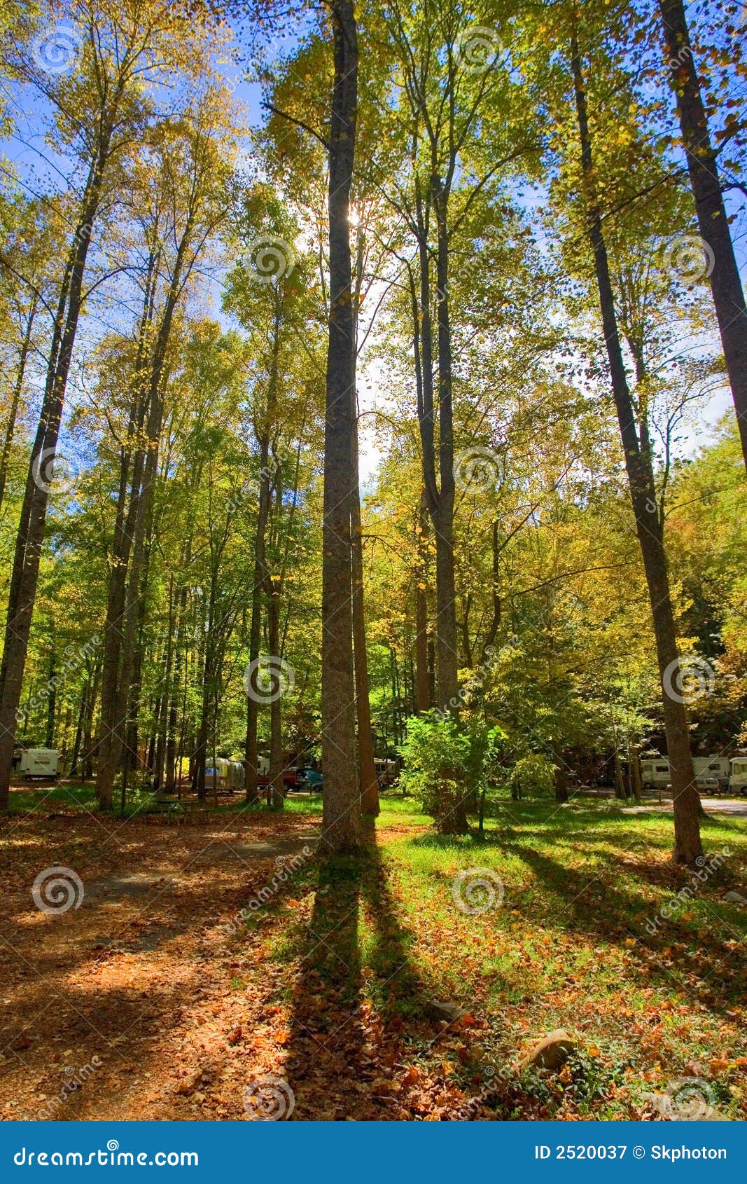 Forest sunbeams stock image. Image of nature, leaves, fall - 2520037