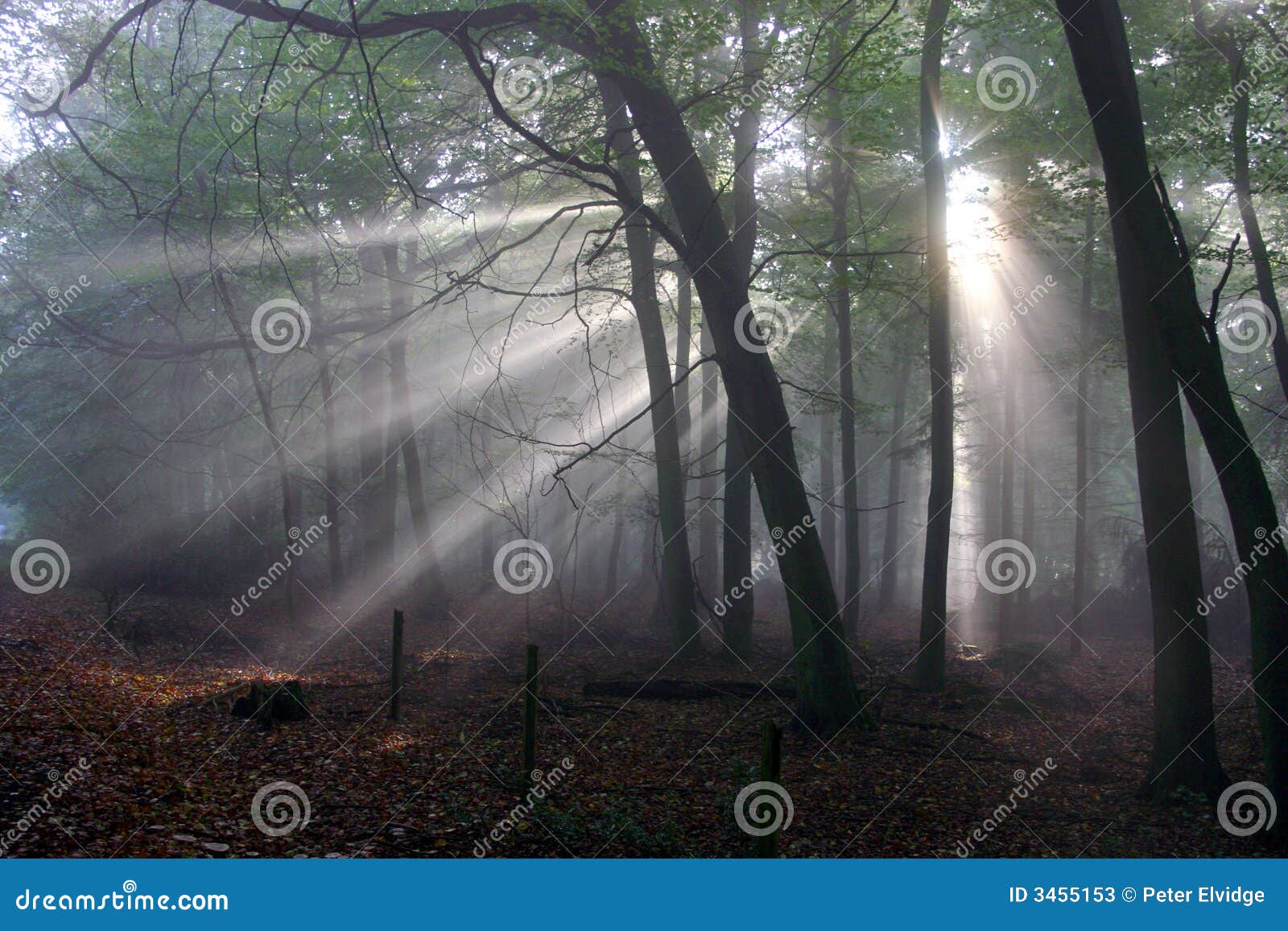 Forest Sunbeams stock image. Image of misty, sunburst - 3455153