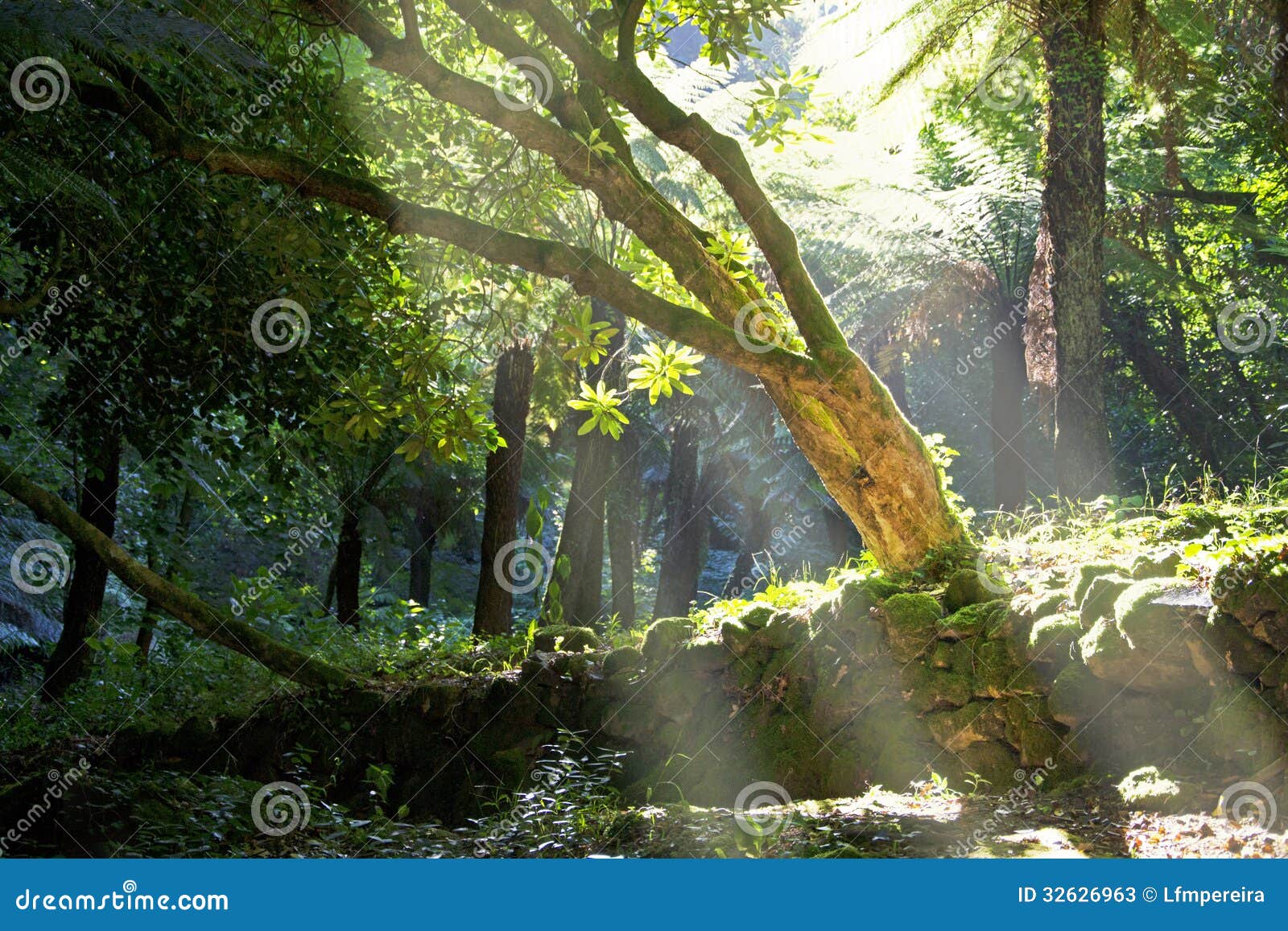 Forest with sunbeams stock image. Image of relaxation - 32626963