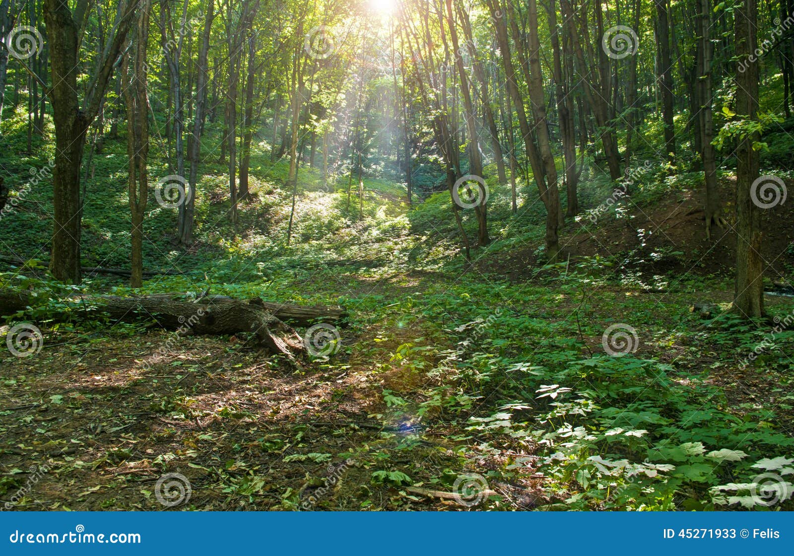 Forest and sunbeams stock image. Image of horizontal - 45271933
