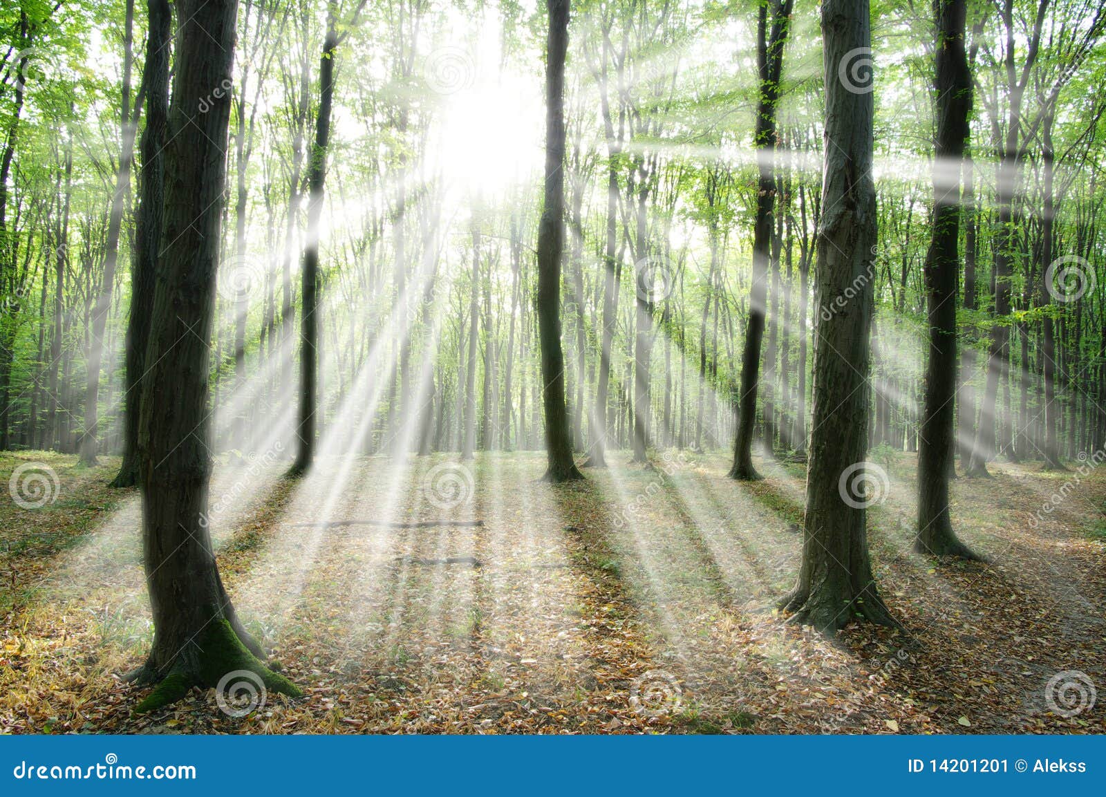Forest sunlight stock image. Image of landscape, shadow - 14201201