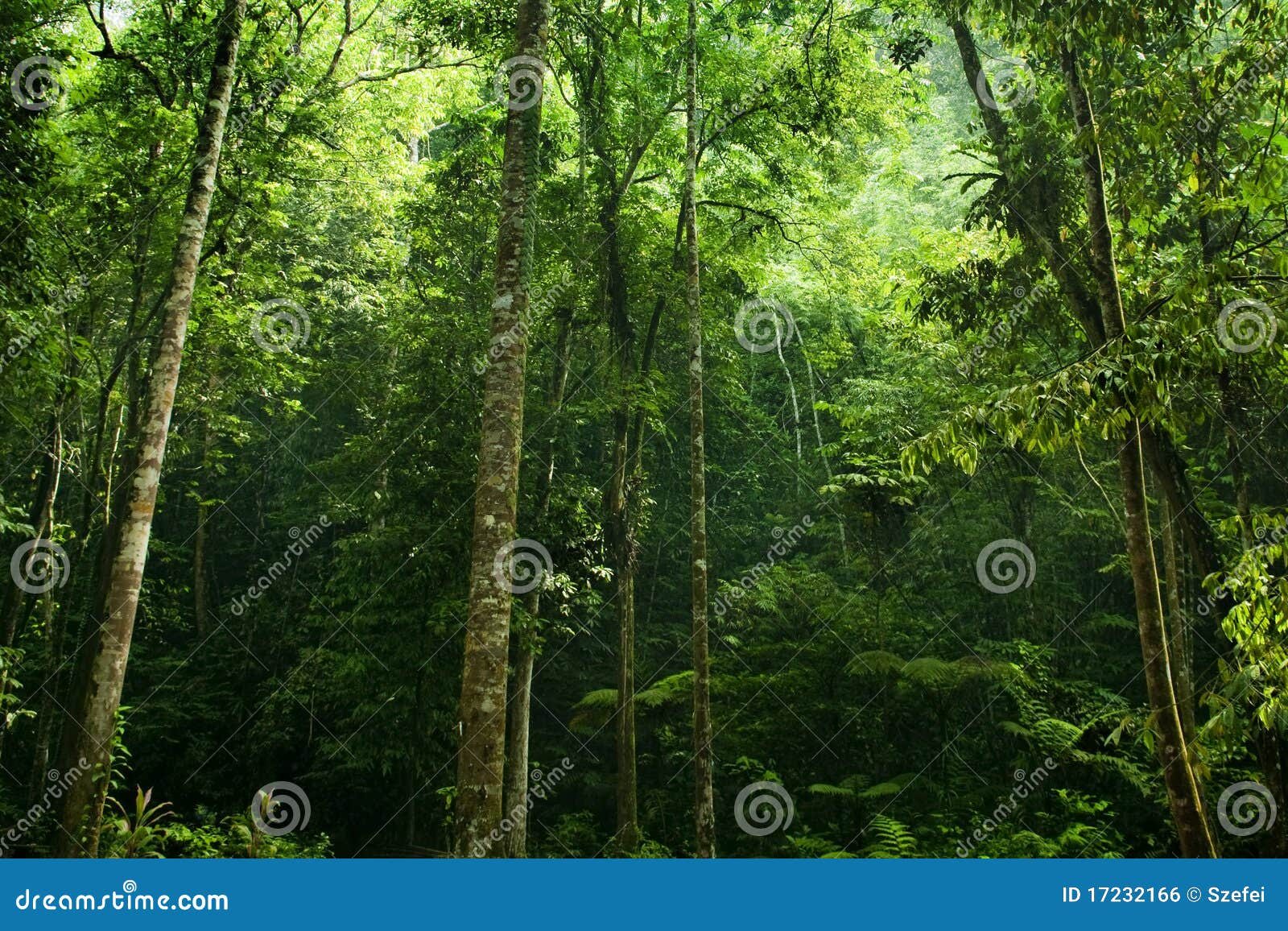 Forest sunlight stock photo. Image of inside, horizontal - 17232166