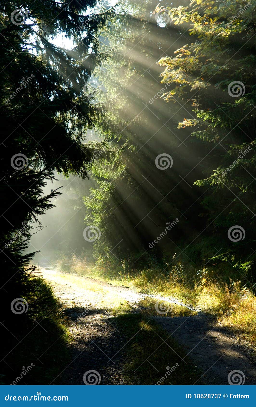 Forest Sunlight stock image. Image of wood, forest, landscape - 18628737