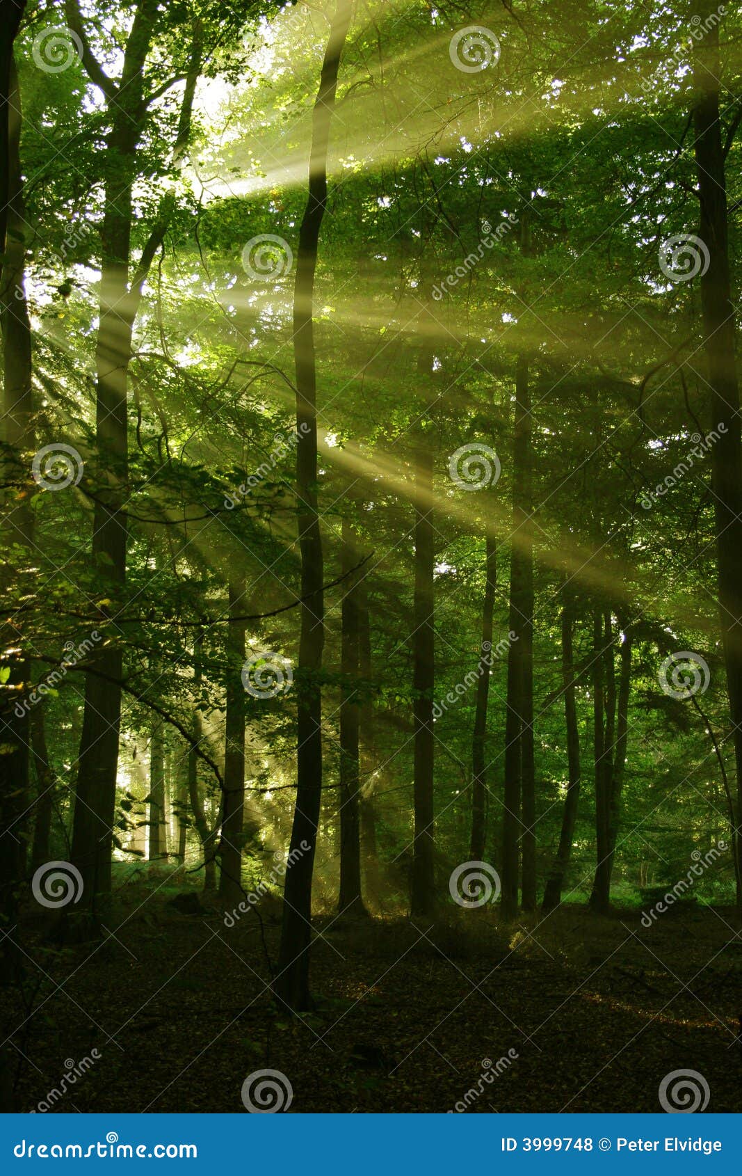 Forest Sunlight stock photo. Image of scene, sunbeam, contrejour - 3999748