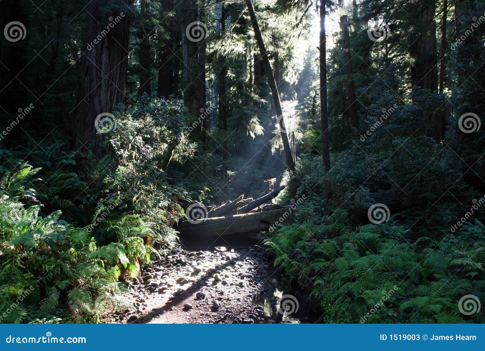 Forest With Sunlight Beam Picture. Image: 1519003