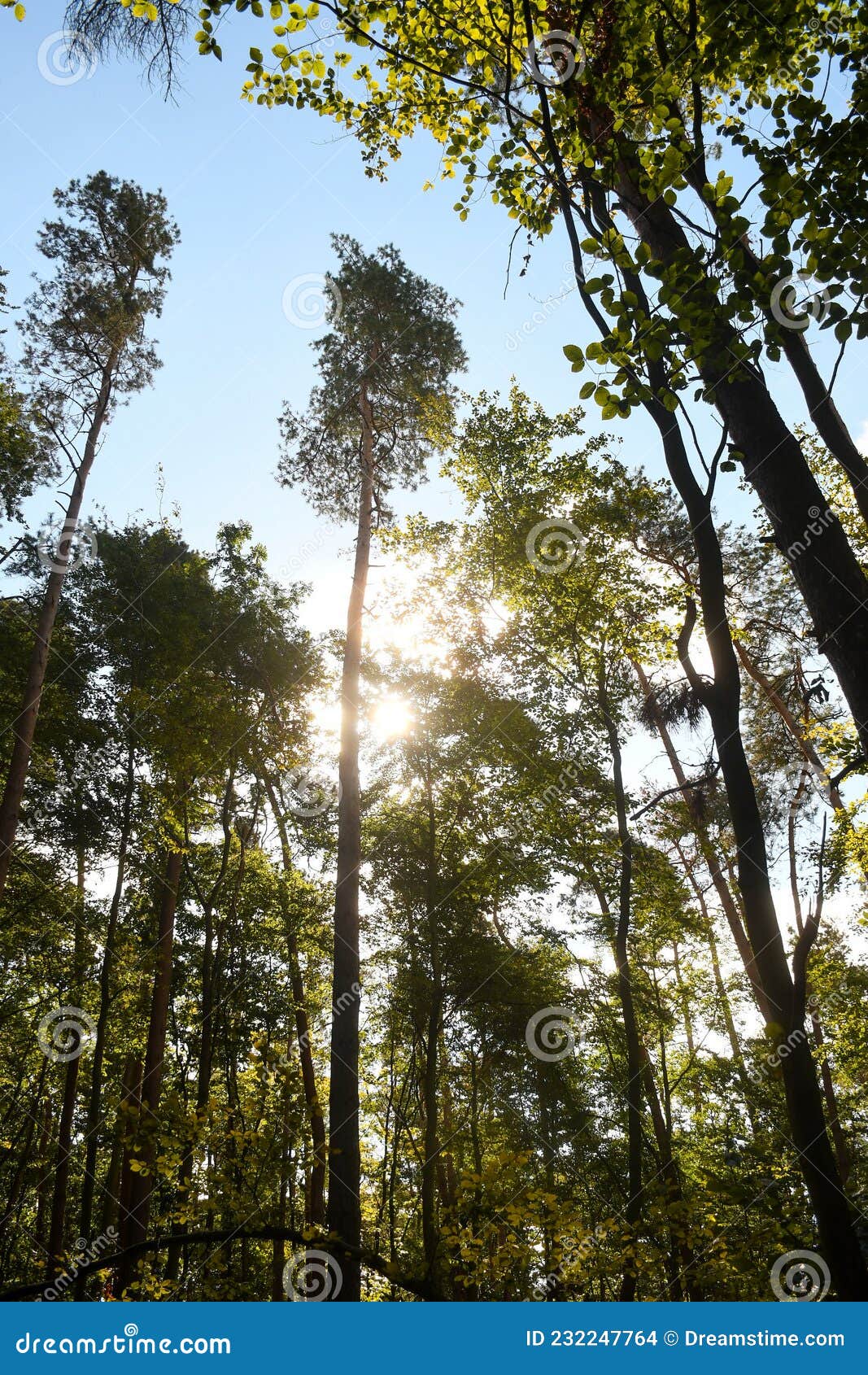 Forest sunlight nature stock photo. Image of wilderness - 232247764