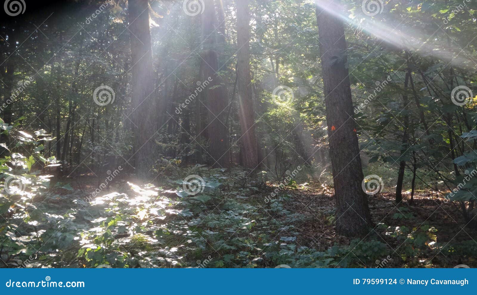 Forrest nature landscap stock photo. Image of forrest - 79599124