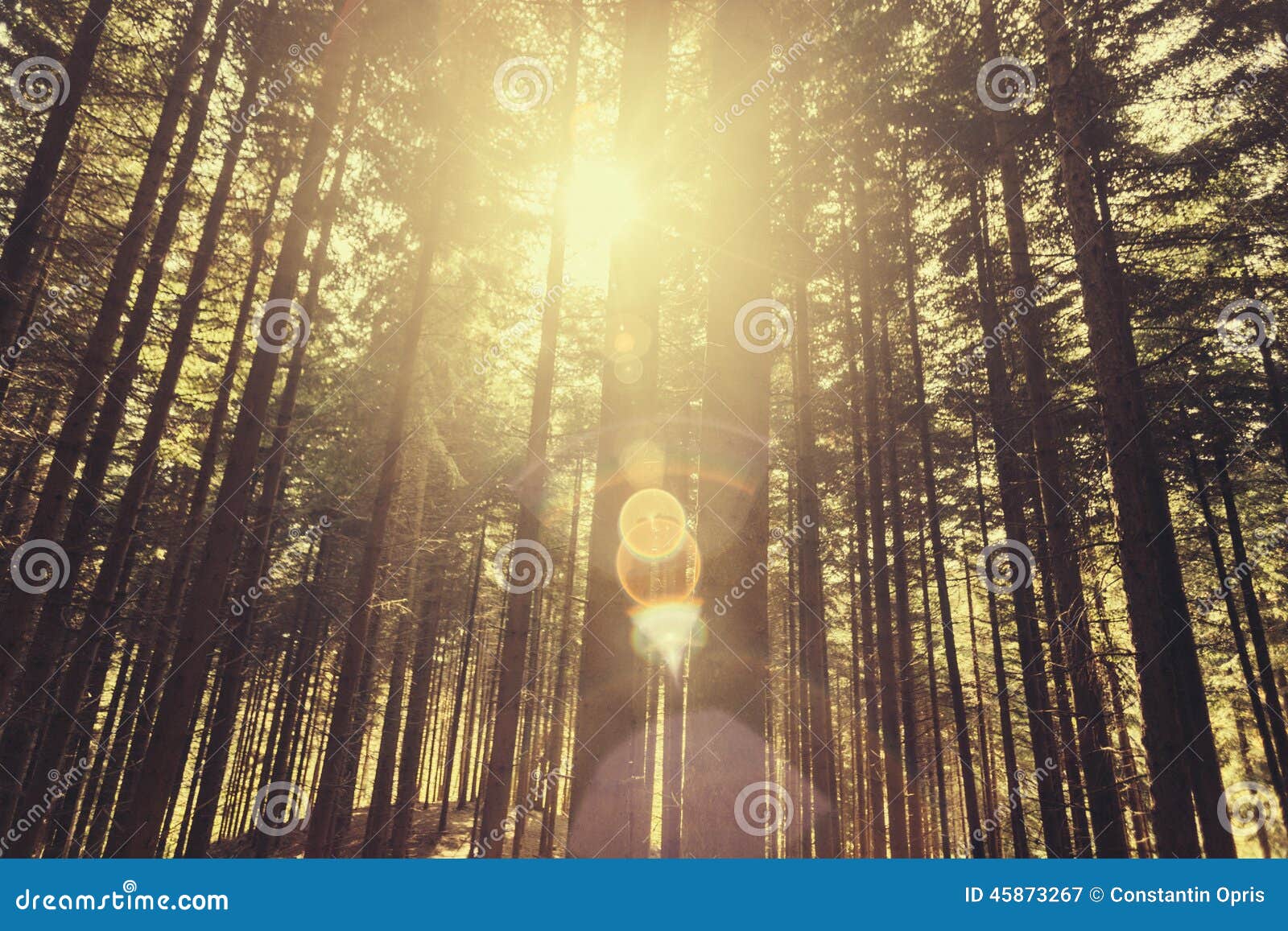 Forest sunlight stock image. Image of sunlight, light - 45873267