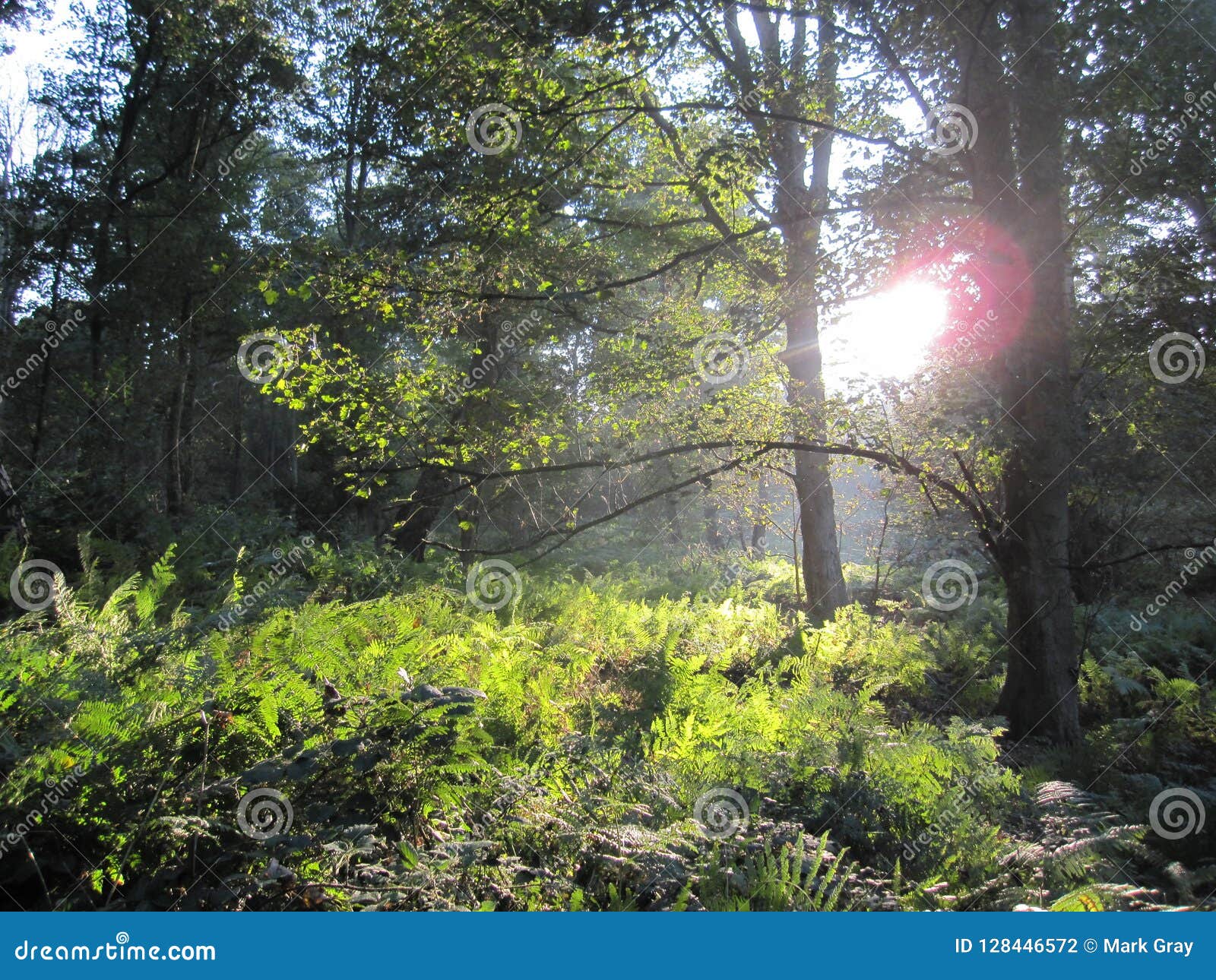 Forest Sunlight stock photo. Image of sunrays, trees - 128446572