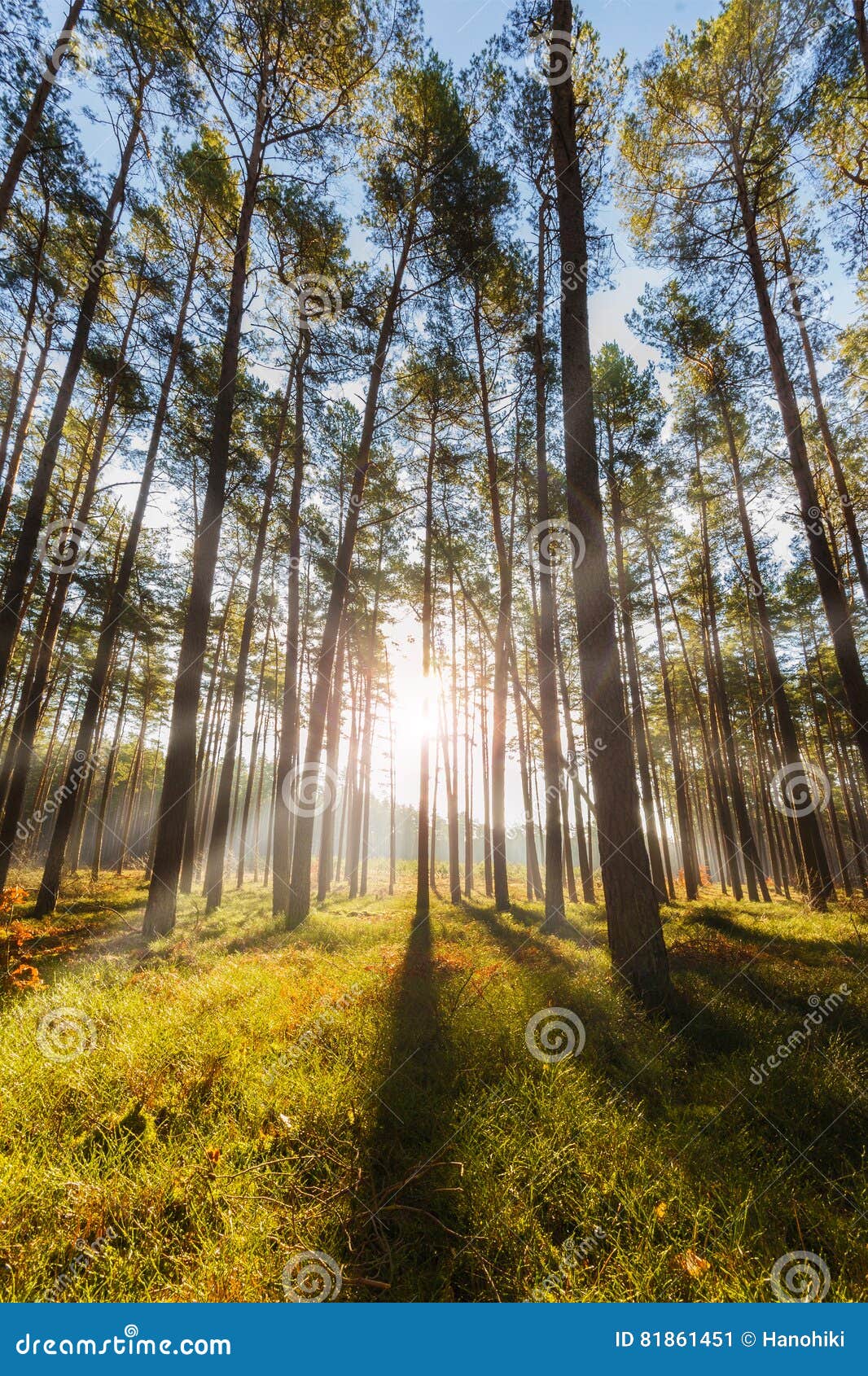 Forest with sunlight stock image. Image of summer, energy - 81861451