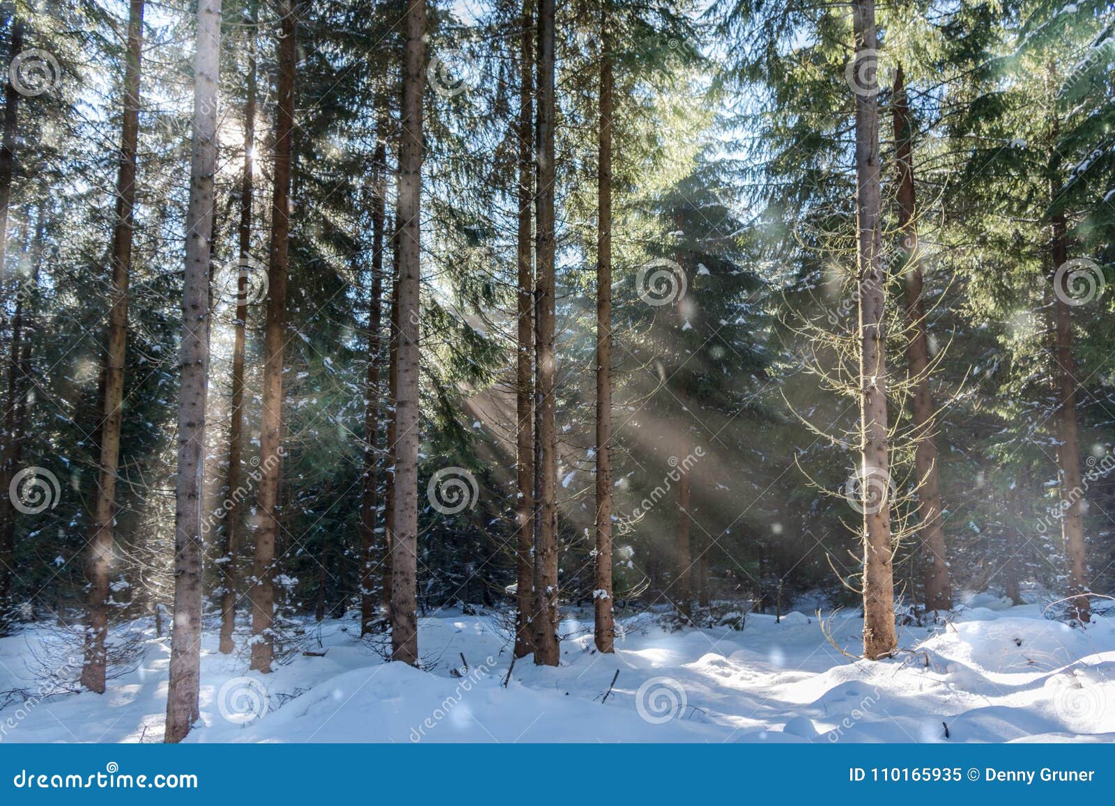 Forest with sunlight stock image. Image of weather, forest - 110165935