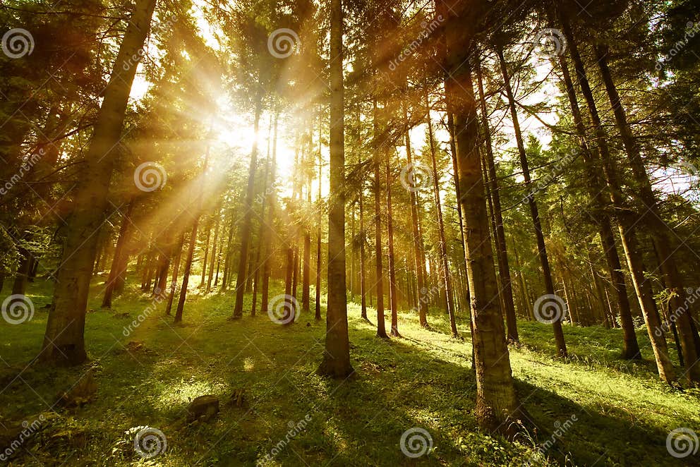 Forest sunny stock photo. Image of season, sunbeams, leaves - 23646934