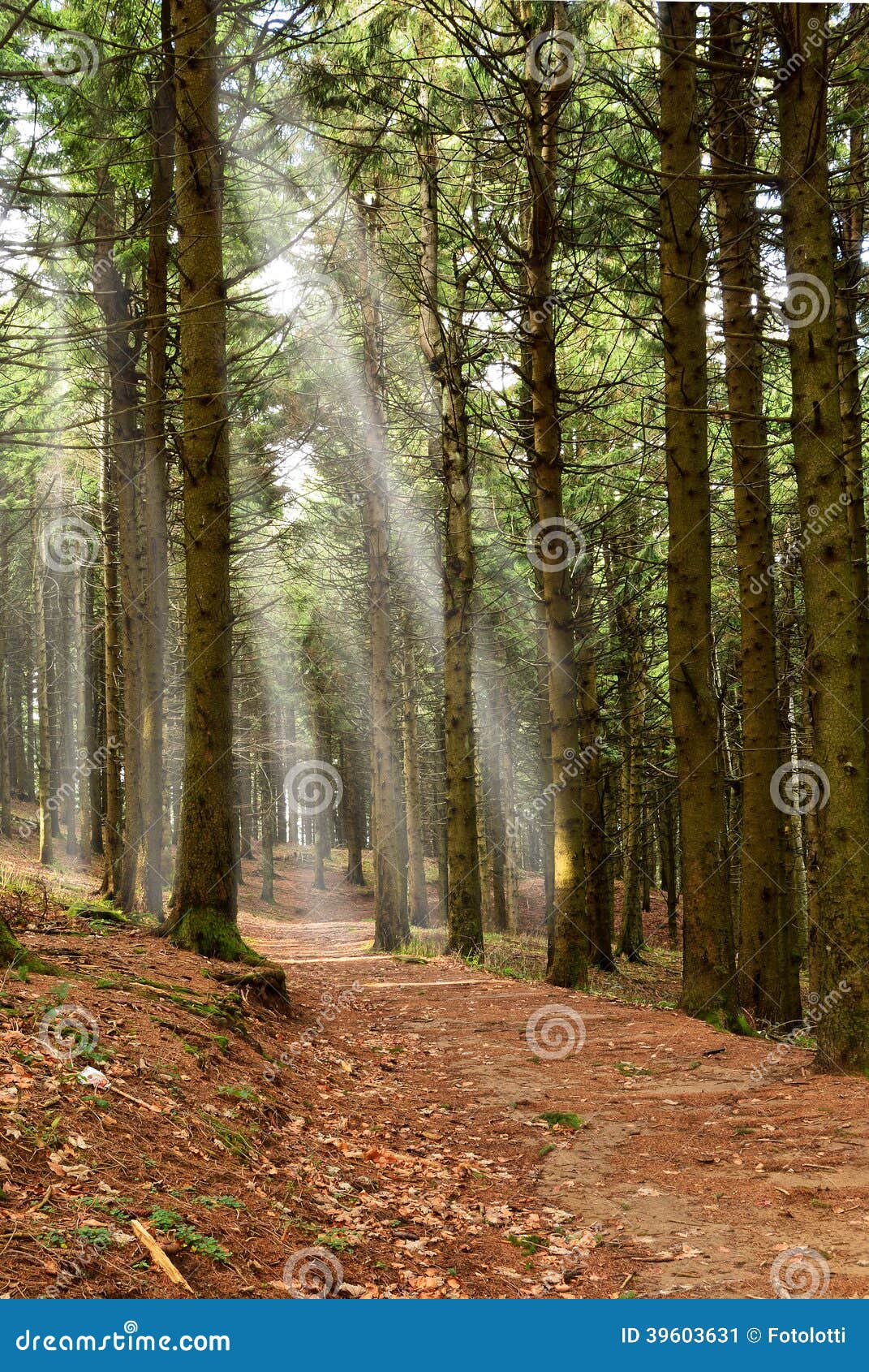 Forest in sunny day stock image. Image of road, foliage - 39603631