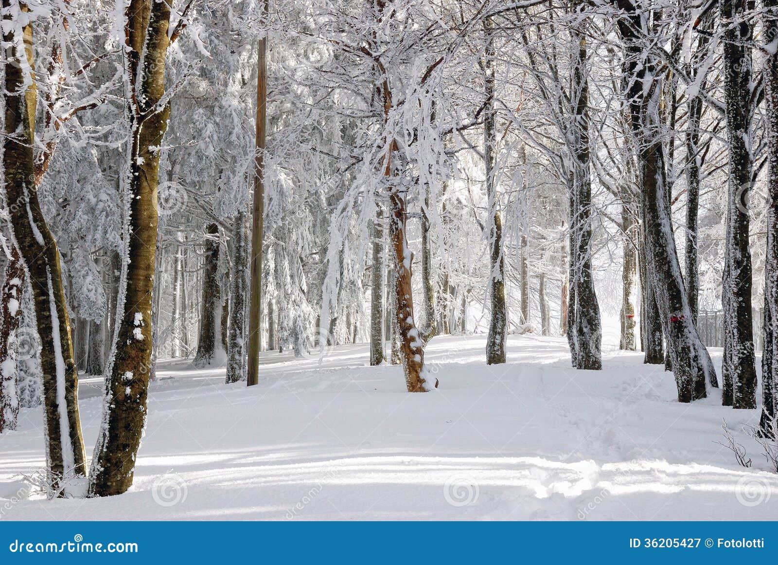 Forest in sunny day stock image. Image of frozen, amazing - 36205427