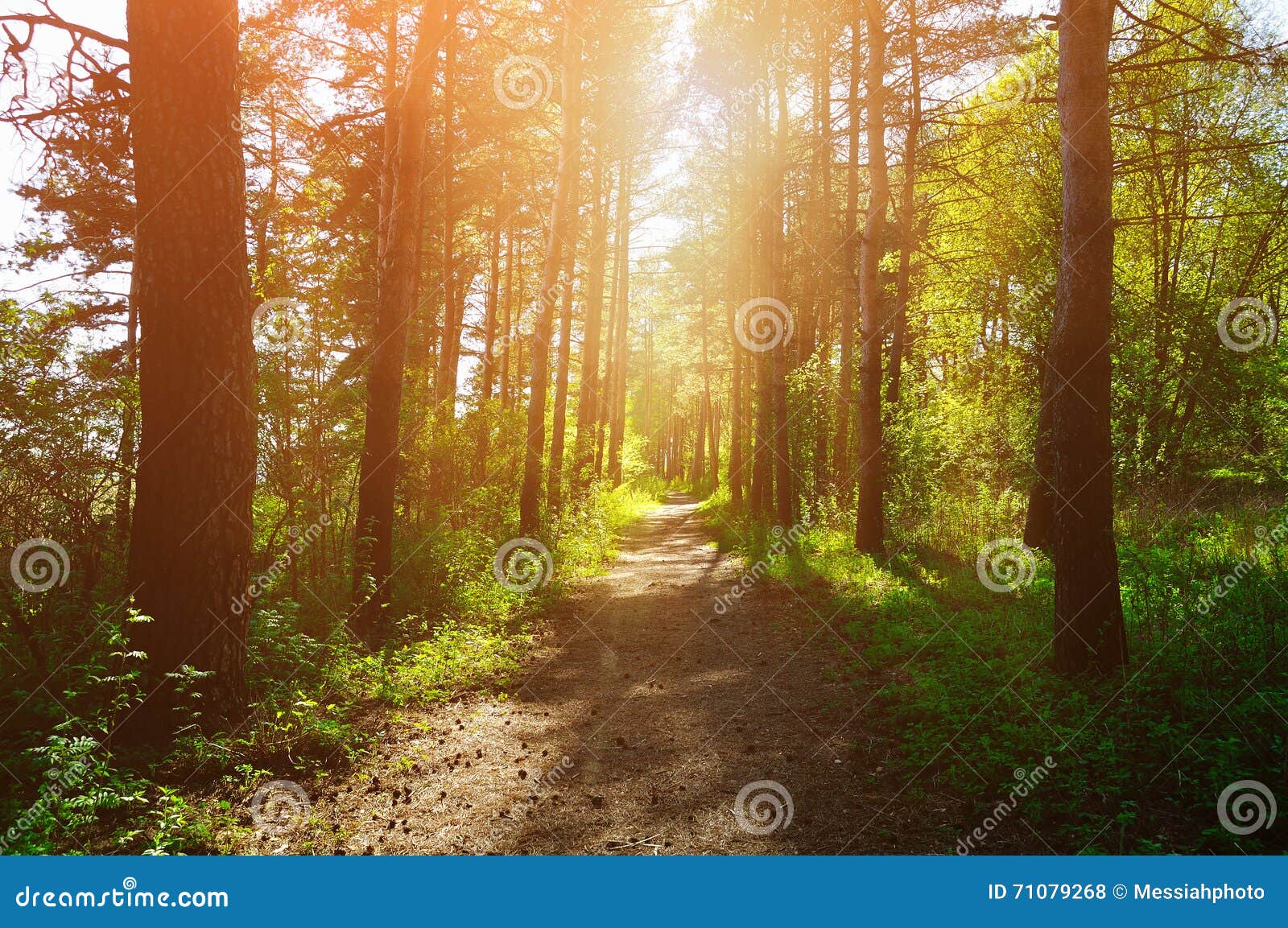 Forest Sunny Landscape - Trees Row and Pathway Lit by Bright Sunlight ...