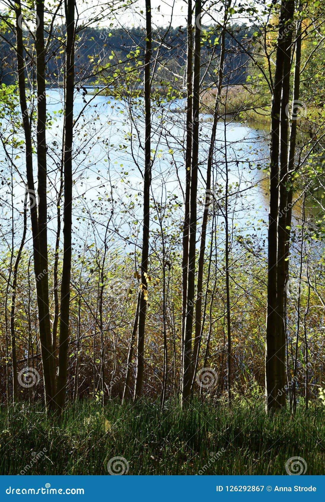 Forest on a Sunny October Day. Stock Image - Image of fall, ecology ...