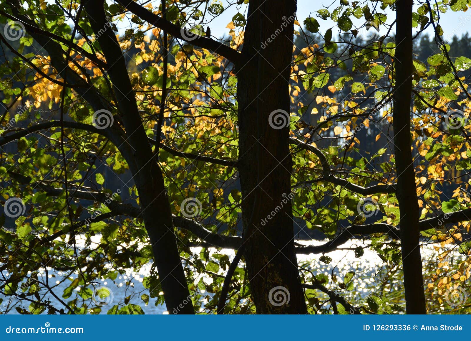 Forest on a Sunny October Day. Stock Photo - Image of rural, landscape ...