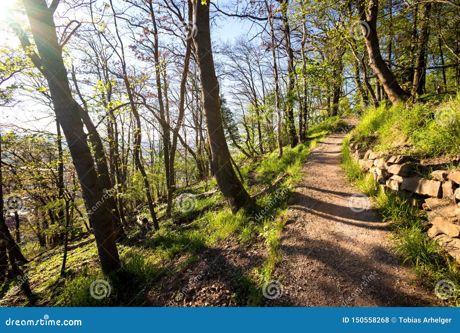 Forest Sunny Path Background Stock Photo - Image of colors, earth ...