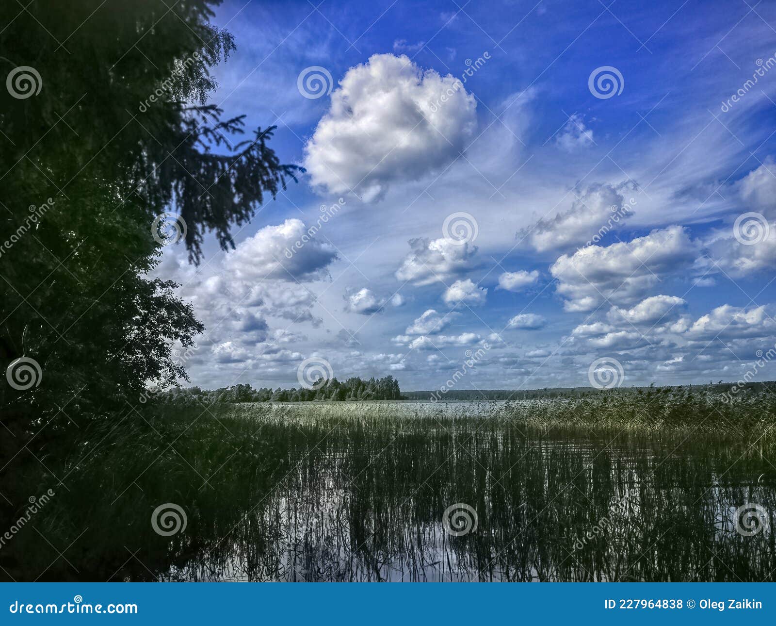 Forest in Sunny Weather on the Shore of the Reservoir Stock Photo ...