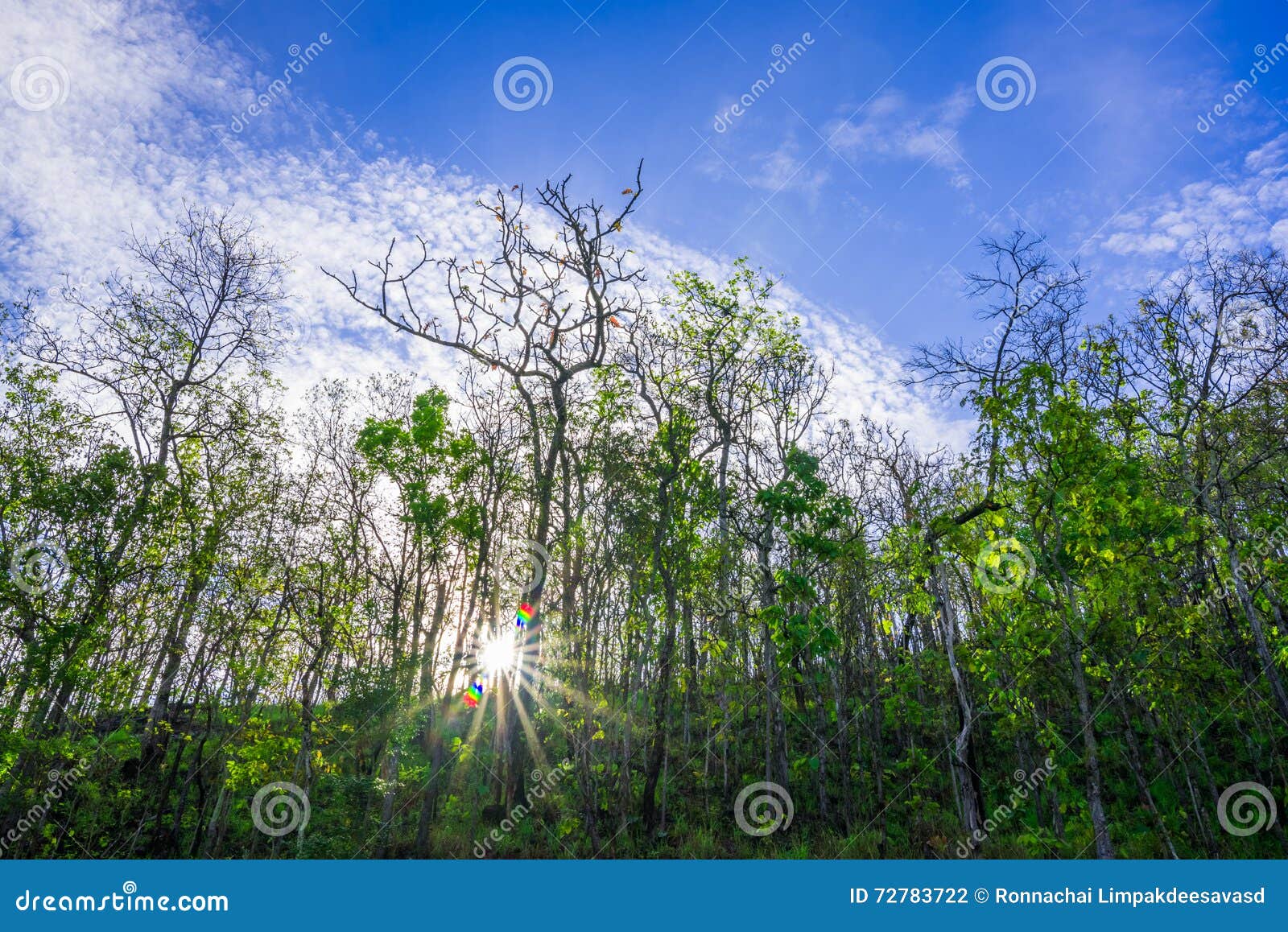 Forest with Sunrays Shining Stock Photo - Image of deep, magical: 72783722