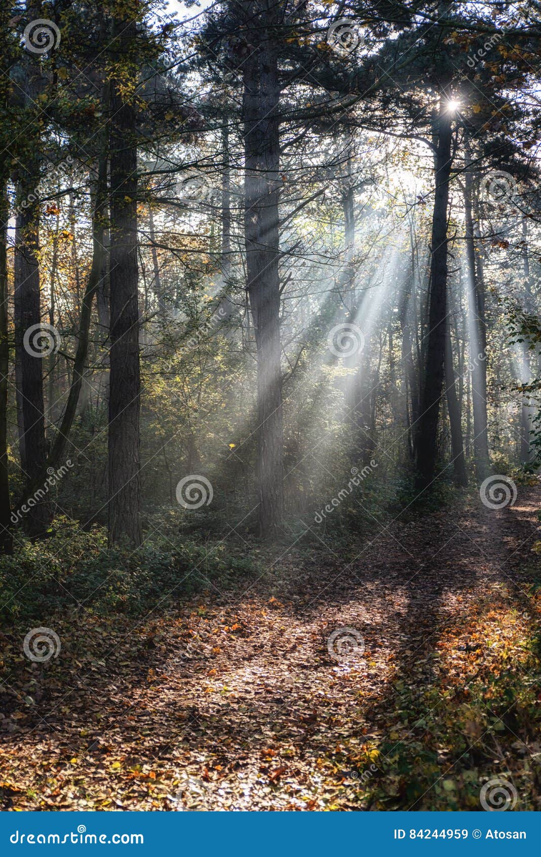 Forest Sunrays stock image. Image of gold, autumn, russet - 84244959